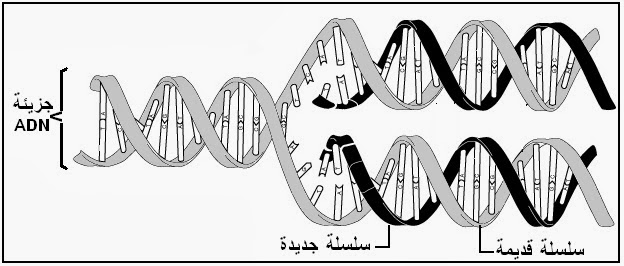 بكالوريا علوم الحياة والأرض SVT: décembre 2013