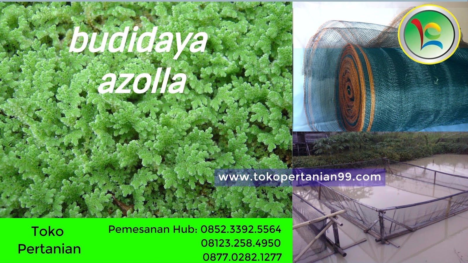 Waring Ikan Untuk Budidaya Azolla - Lim Corporation
