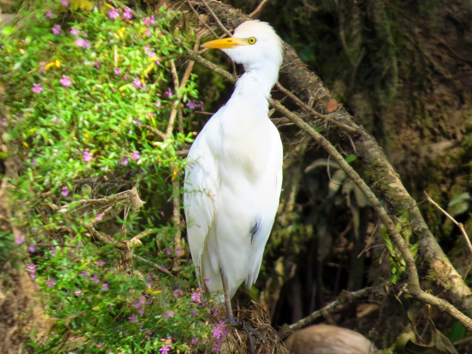 Cattle Egret And Cattle