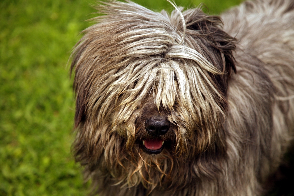 despre viata prin fotografie: Despre Grivei!