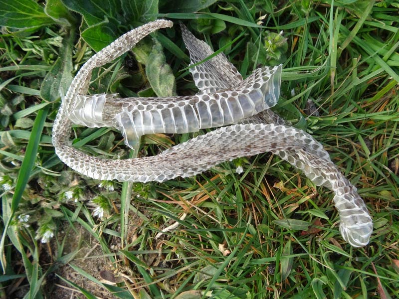 MERSEA WILDLIFE: DEER OH DEER