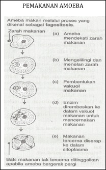 seronoknyaBIOLOGI!: BAB 2