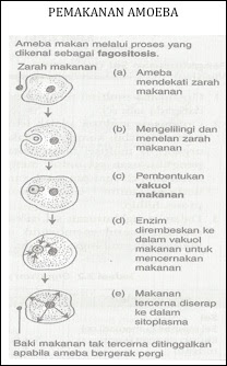 seronoknyaBIOLOGI!: BAB 2