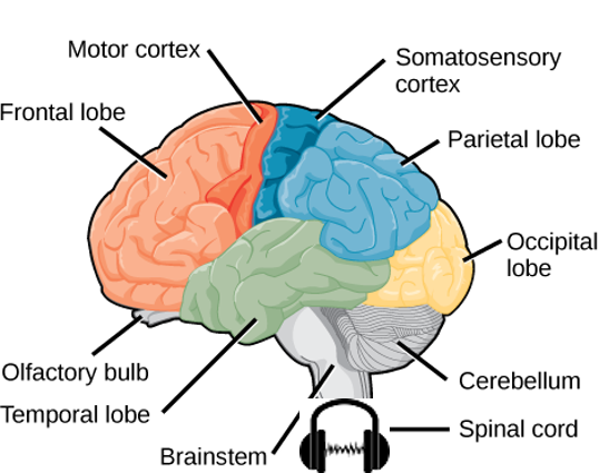 Teaching Strategies Booklets and Textbook: 2. The Brain ...
