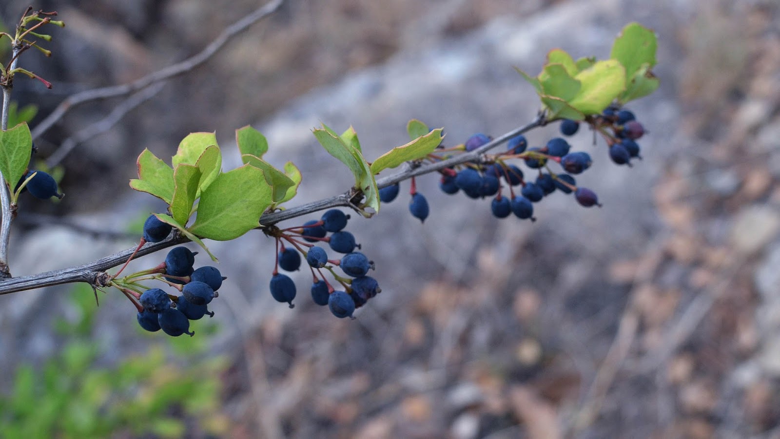 Freelance Photography: Blue sapphire ( Kilmora in local language ...