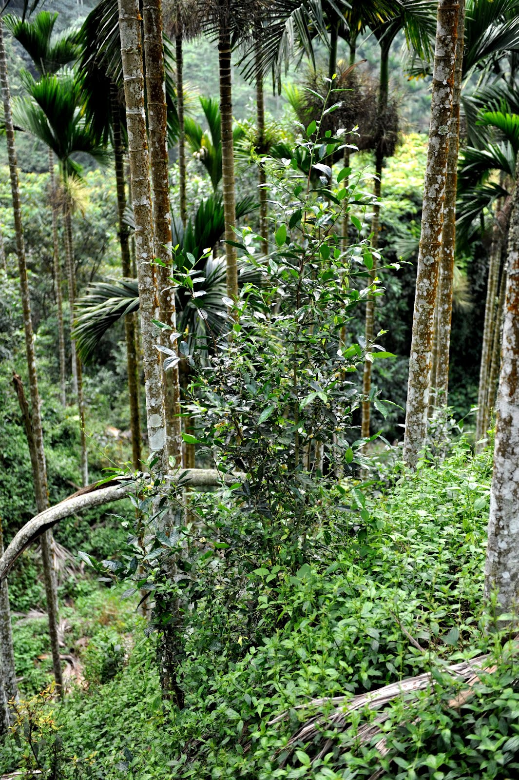 Taiwan Tea Tour: 2011 TOST - Old Bush Assam Garden (10/18/2011)