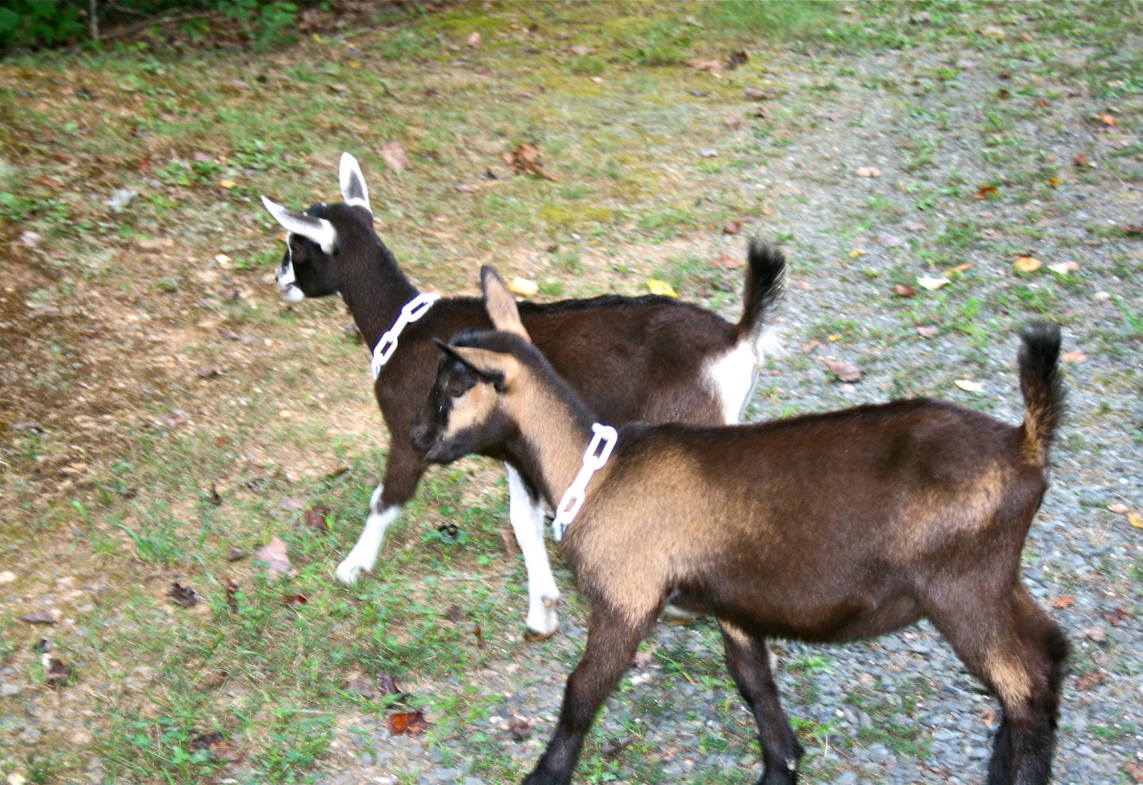 A Tiny Homestead: Wordless Wednesday - Baby Goats & Their New Momma