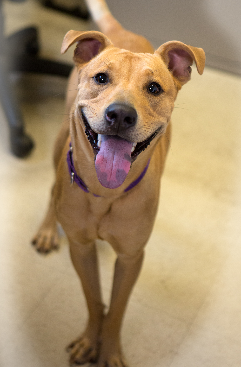 Shelter Dogs of Portland: "SHRIMPIE" happy playful goodnatured Lab ...