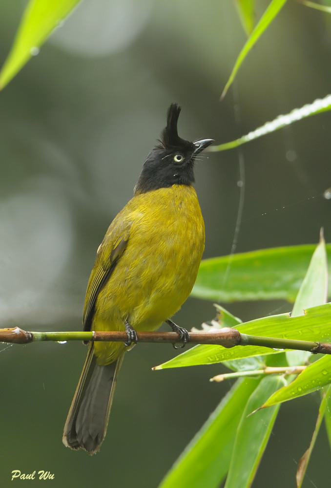 Burung Kutilang - Sooty-headed Bulbul (Pycnonotus aurigaster aurigaster ...