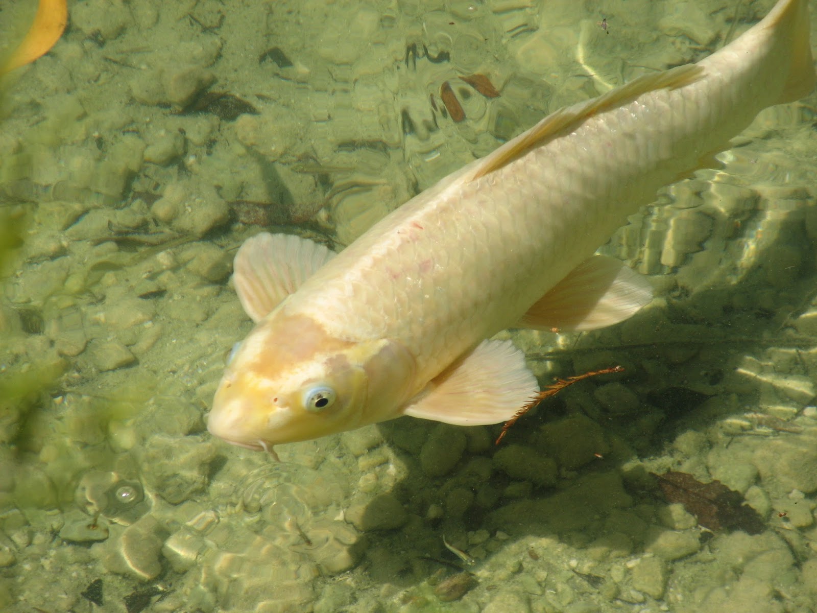 Bonao Internacional: GALERIA : PECES Y BOTES , EN EL LAGO NAVEGABLE DEL ...