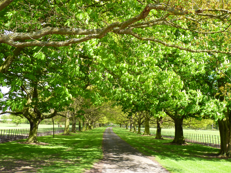 Middle of Nowhere: Brooding topiary at Longner Hall