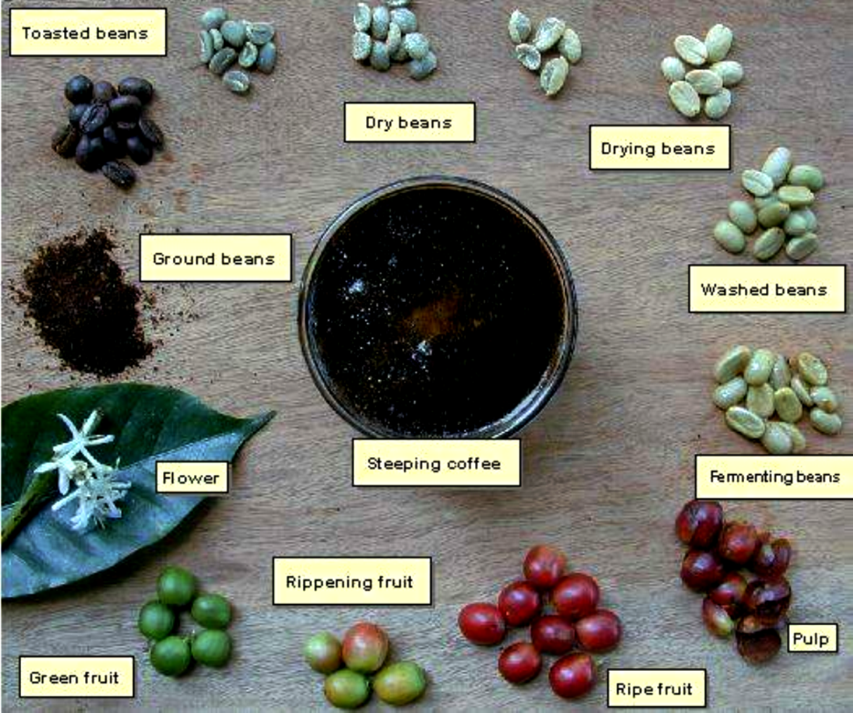 Coffee Luwak , Wild Civet Coffee Origin, Kopi-Luwak From Indonesia ...