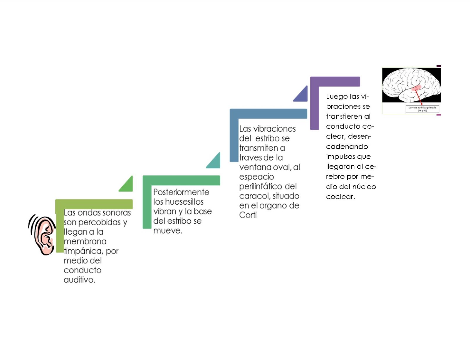 Mecanismos de la percepción, conciencia y atención: 7.3 Audición
