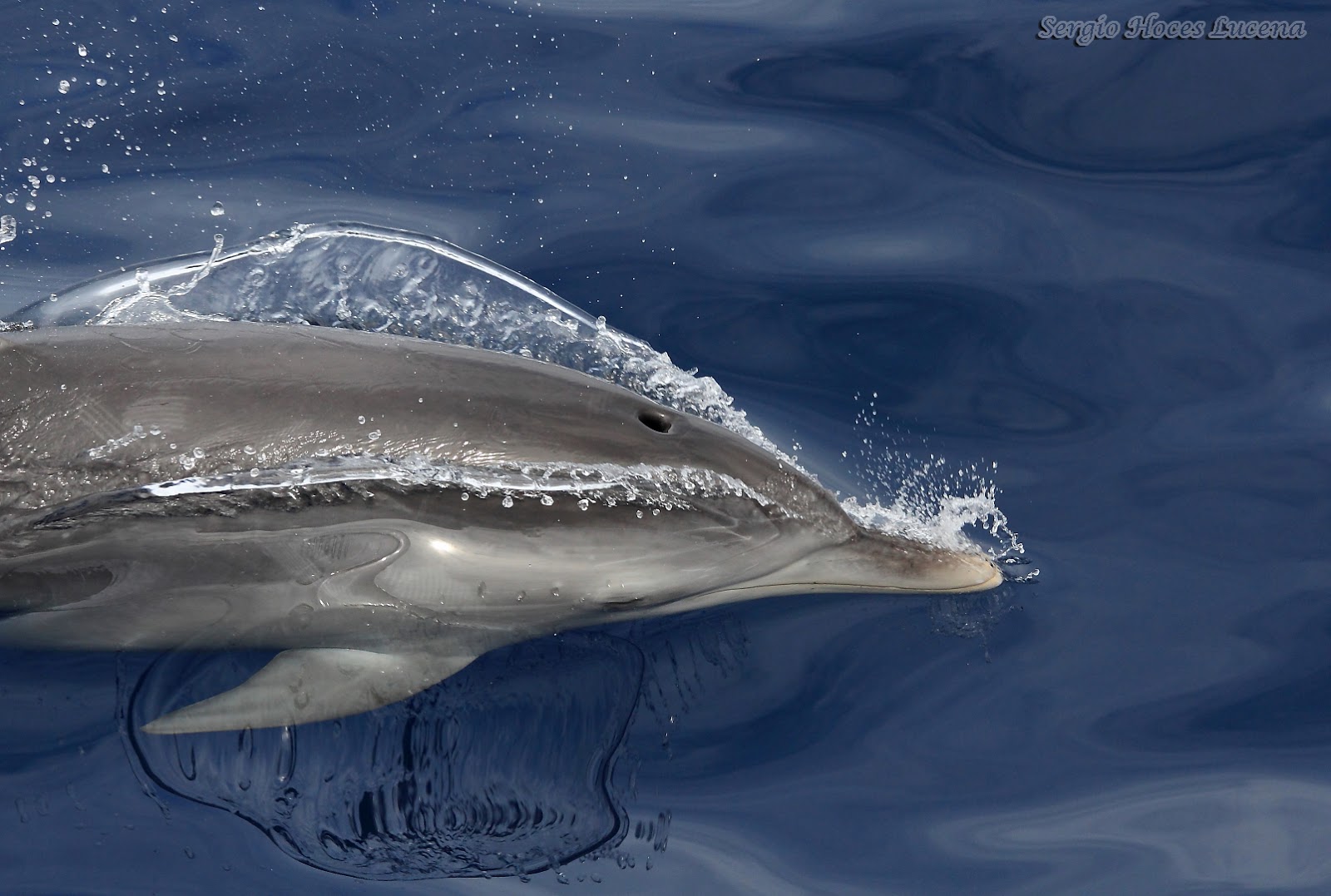 Viajes, Salidas, Naturaleza, (Fotografía).: Delfín Moteado (Stenella ...