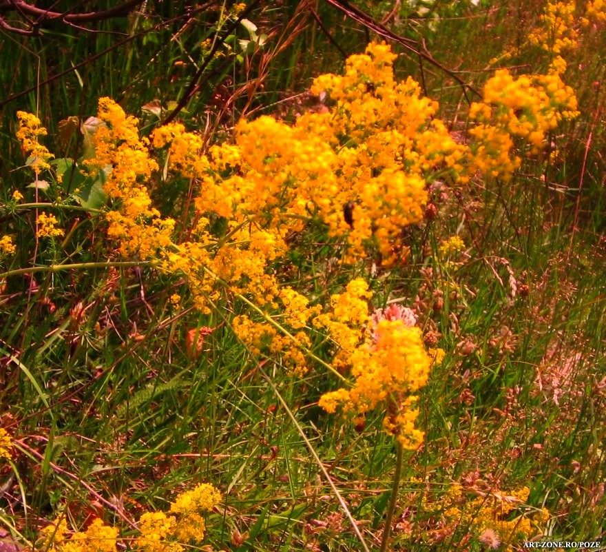 Danaela: Iana-Ziana_Sânziana