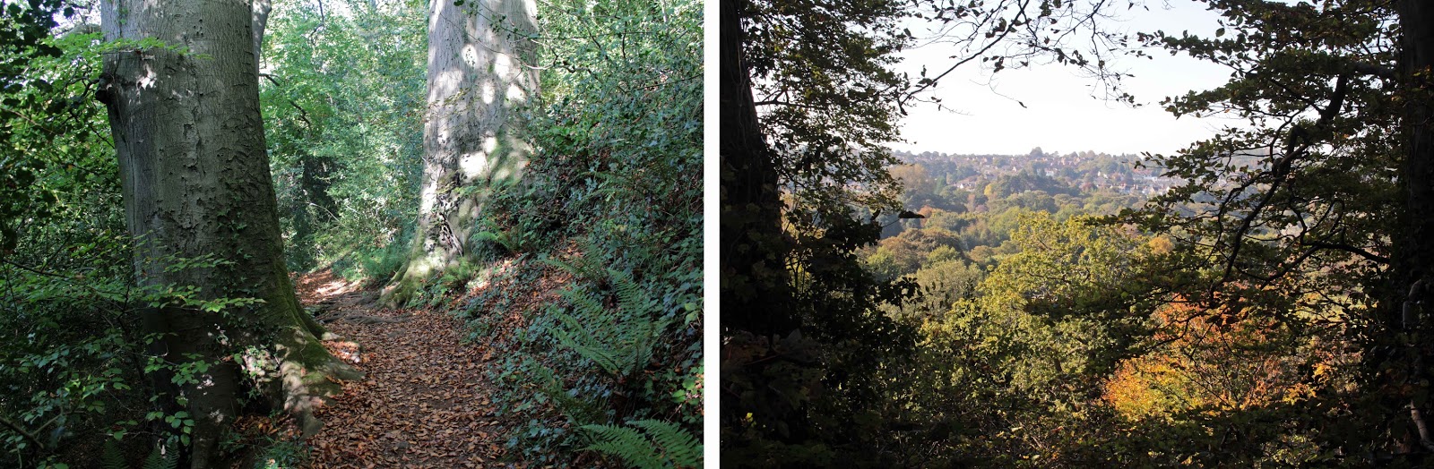 sconzani: Cardiff walks: Forest Farm Nature Reserve