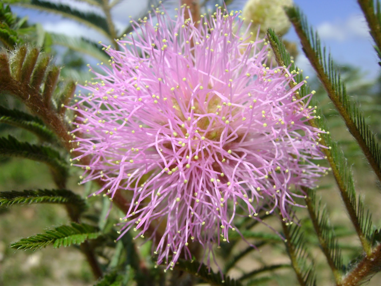 The Flowering plants - Leguminosae - Fabaceae: Mimosoideae