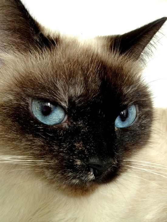 Emma's Home Ideas : The Best Pet for You According to Your Zodiac Sign