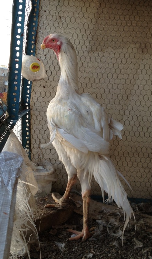 ASEEL FIGHTER PHOTOS - ASEEL FIGHTER PHOTOS