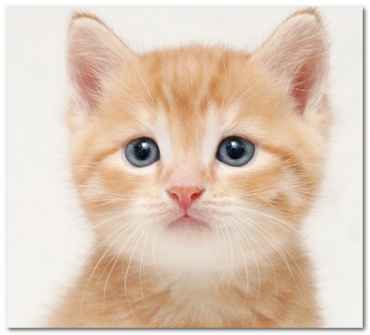 suhaizasadri: Si Kucing Comel