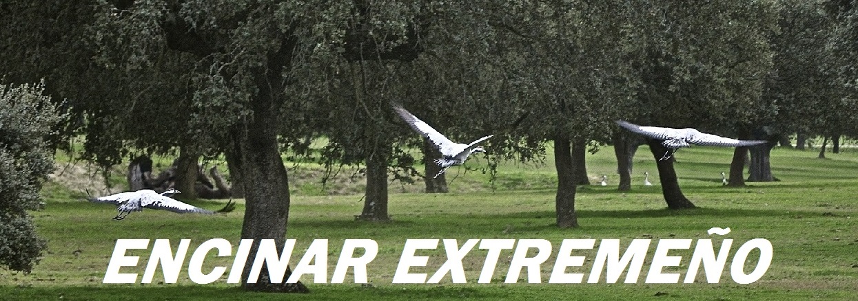 ENCINAS: origen e historia.: BOSQUES DE ENCINAS