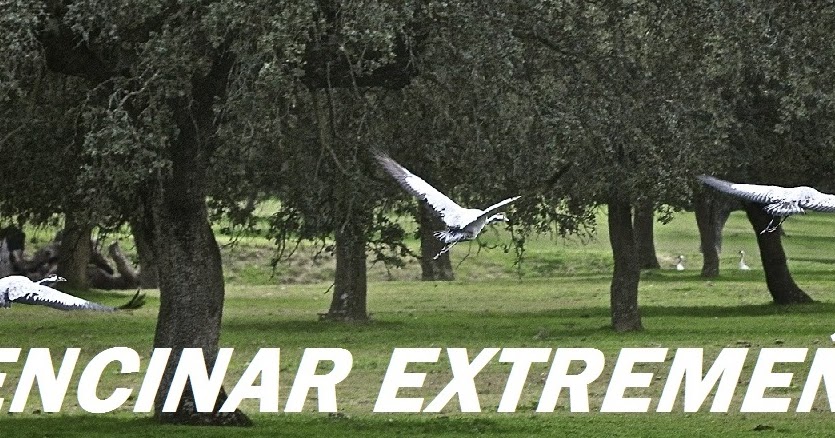 Encinas: origen e historia.: Encinares de España