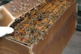 Termite, Termite Baiting, Termite Bait Stations, Termite Treatment ...