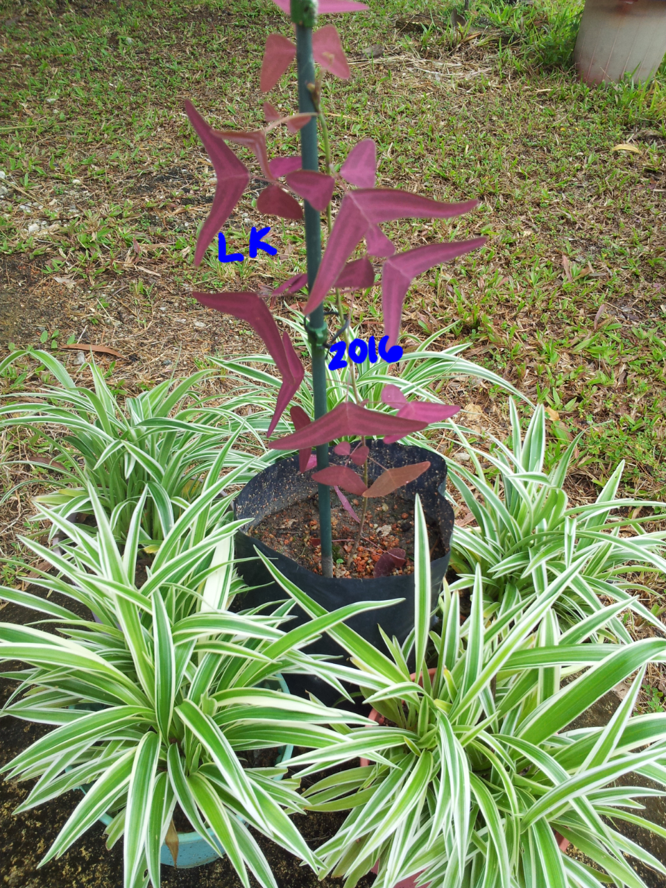 E-NA LOVELY KITCHEN ^_^: POKOK RERAMA MERAH