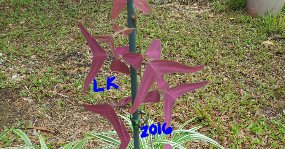 E-NA LOVELY KITCHEN ^_^: POKOK RERAMA MERAH