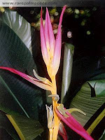 Have you ever wondered where your flowers come from?: An Exotic Flower