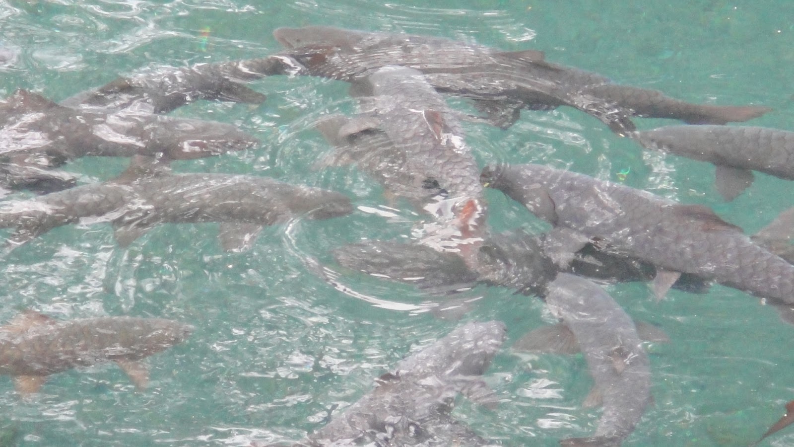 Pesona Ikan Dewa: cibulan