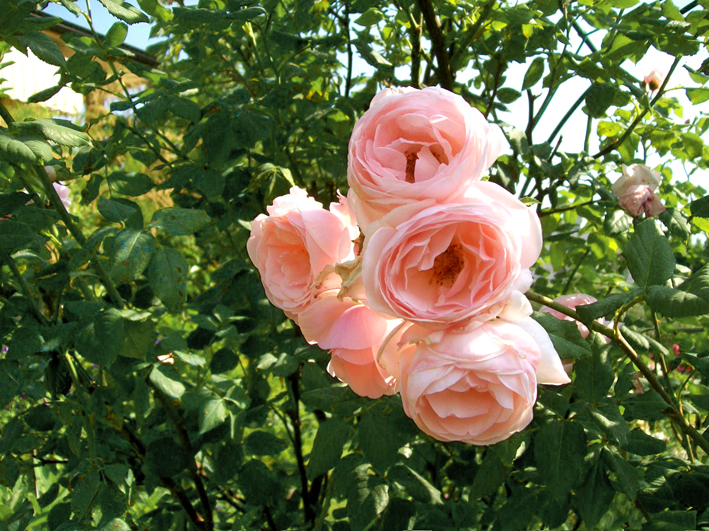 Renato PhotoBlog: Le rose di Lucrezia