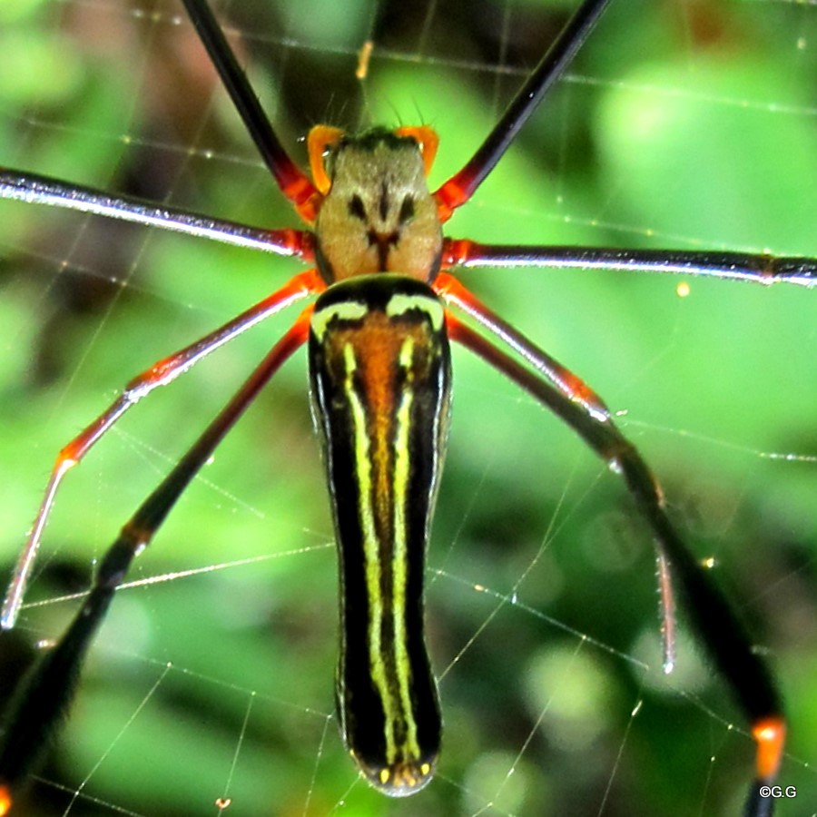 Nature Wonders Gershonized: More New Guinea insects זחלים עכבישים ...