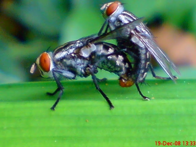 Klasifikasi Lalat | Uchaal