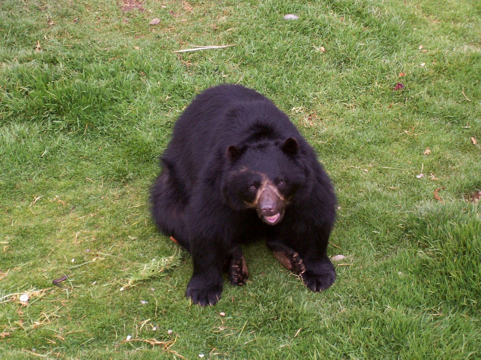 Travel Tales: Zoo, La Paz, Bolivia, Jan 1, 2006