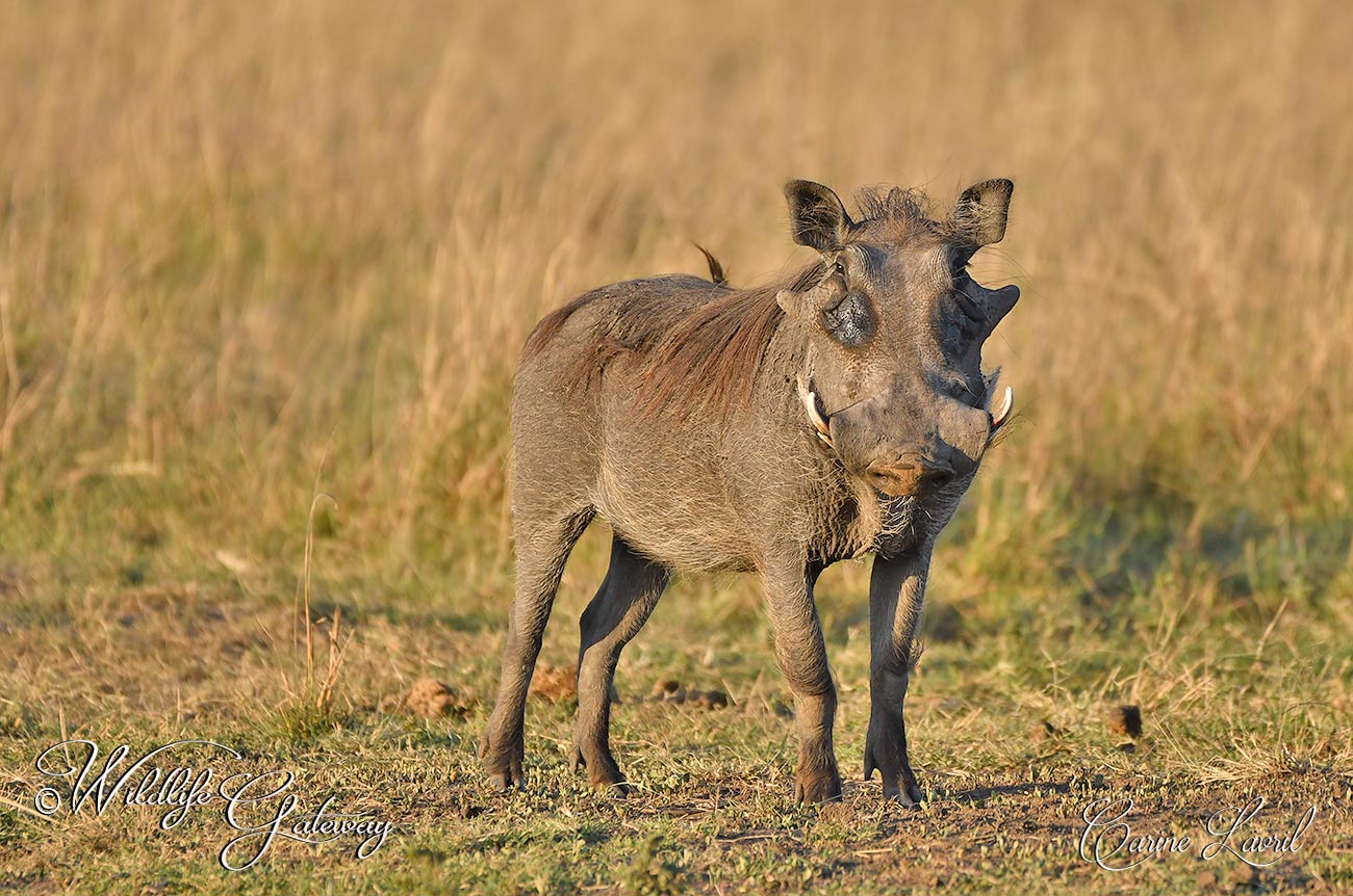WILDLIFE GATEWAY: Le phacochère, un mal aimé...
