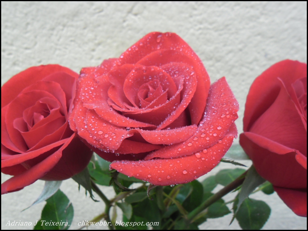 Mundo das Plantas : Rosa vermelha!