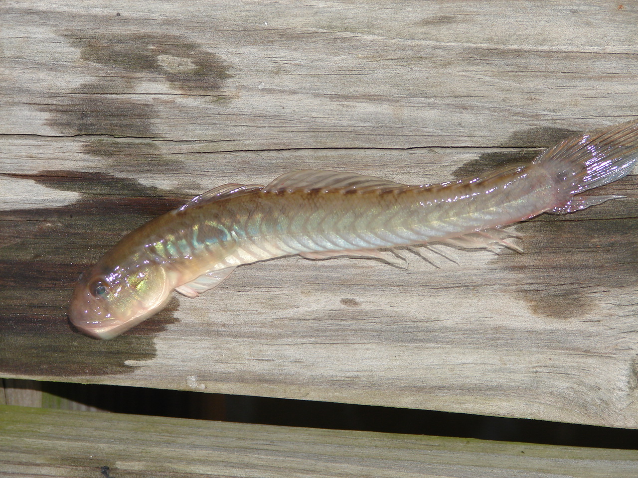 Bayou Lady: Dragons in the Bay!