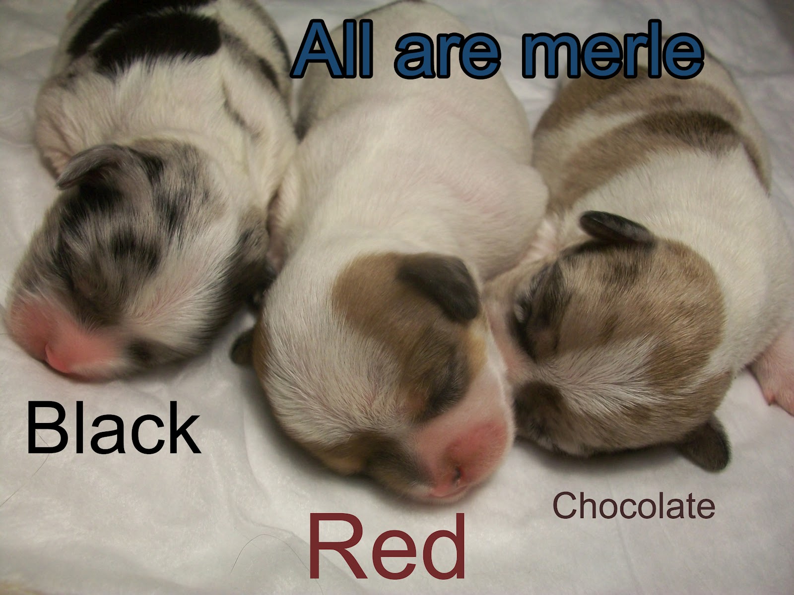 The Random Animal Blog: Cryptic Merle - The Controversy