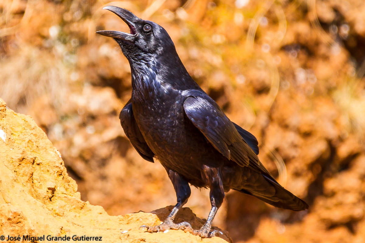 AVES DEL CIELO - BIRDS OF HEAVEN: CUERVO