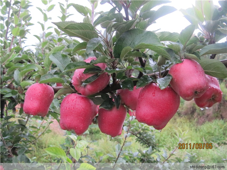 ARNAVUTKÖYLÜ POMAK ELMACI: BODUR ELMA RESİMLERİ-2