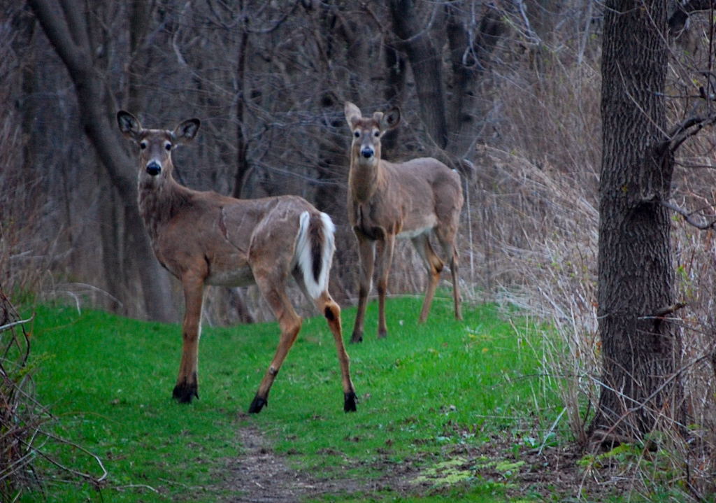 Lion Lamb Blog -- David Mundy: Spring Wildlife