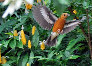 Mengenal Burung Anis Merah Bag.3 - Ocehan Kenari