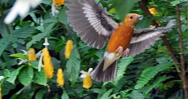 Mengenal Burung Anis Merah Bag.3 - Ocehan Kenari