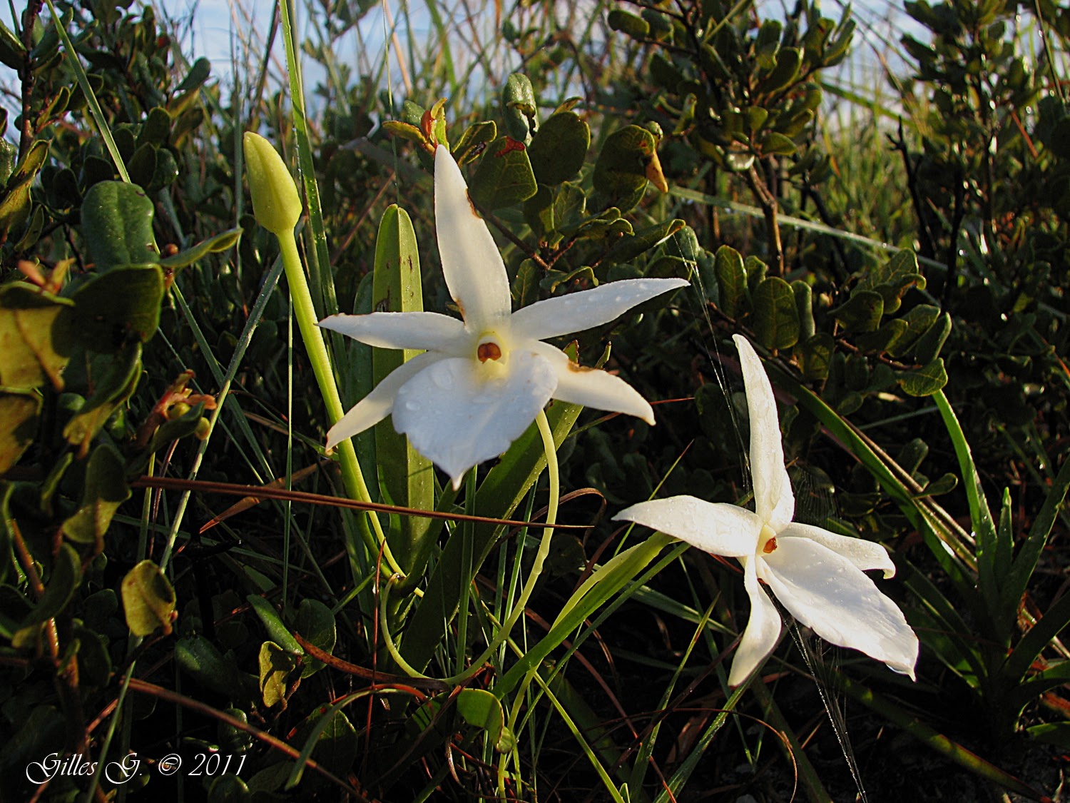 Angraecoid orchids: February 2016