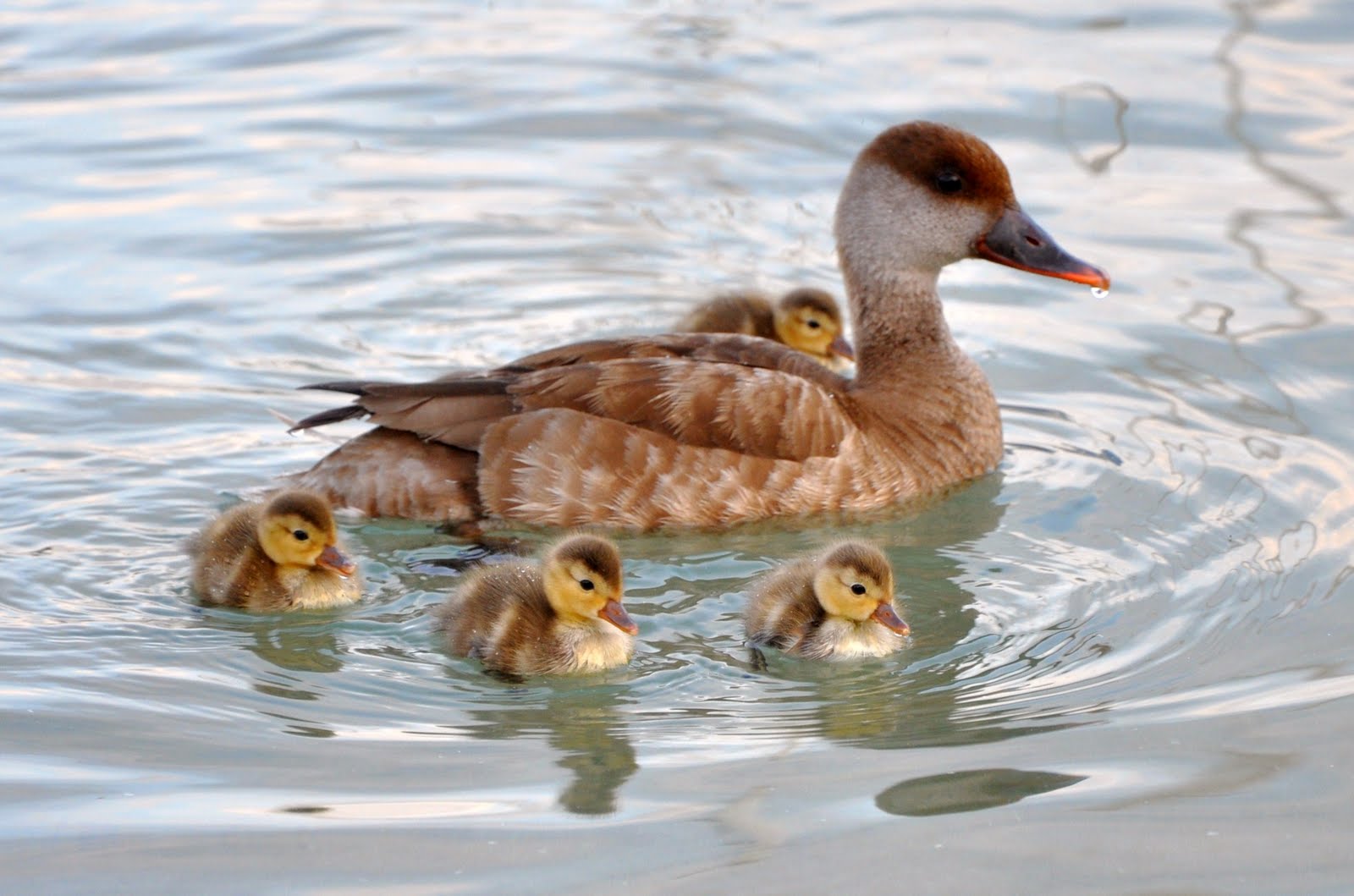 Le Tocard: Canetons nette rousse - photos et fonds d'écran gratuits