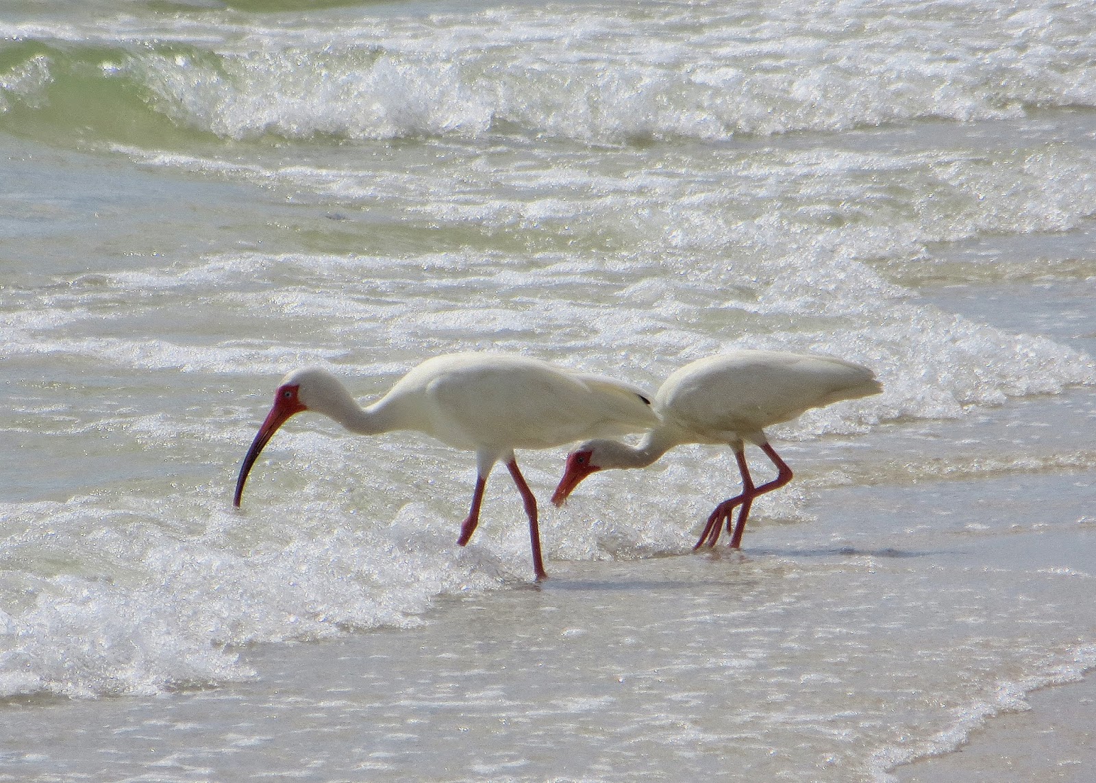 Todd Swank: The Crazy Birds in Fort Myers, Florida