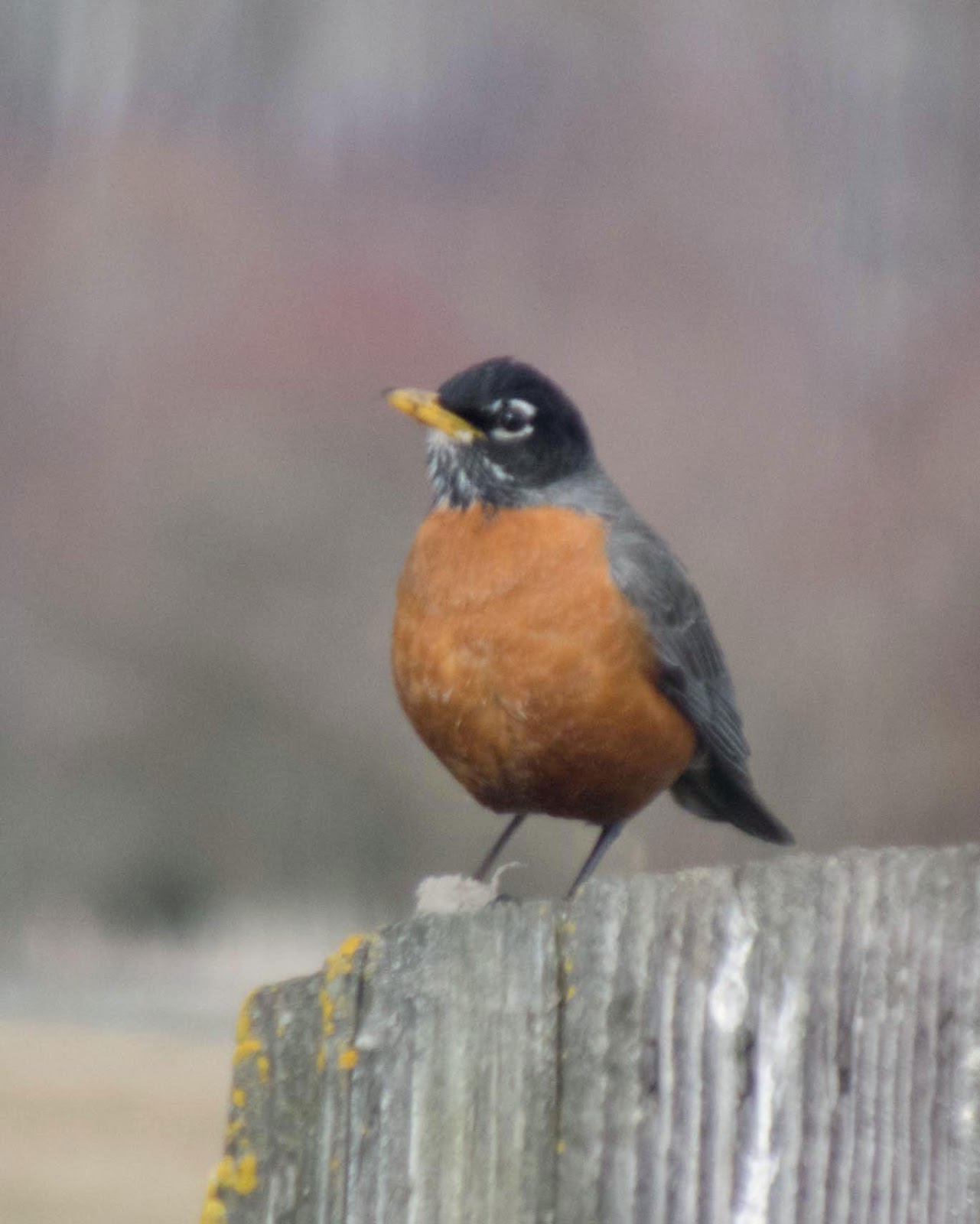 Bird Lady Blog... by Sherrie Steele