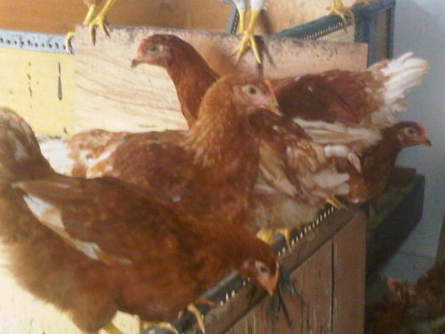 SEPUTAR TERNAK UNGGAS: Jenis Ayam Petelur di Indonesia