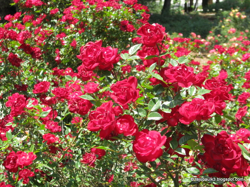 THROUGH THE LAND OF ISRAEL III: 'The Wohl Rose Park' or 'Gan Wohl L ...